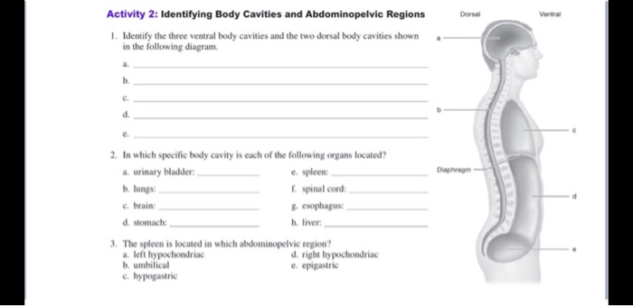 [SOLVED] Activity 2: Identifying Body Cavities and Abdominopelvic ...
