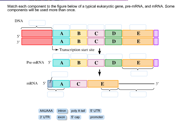 [SOLVED] Match each component to the figure below of a typical eukaryotic | SolutionInn