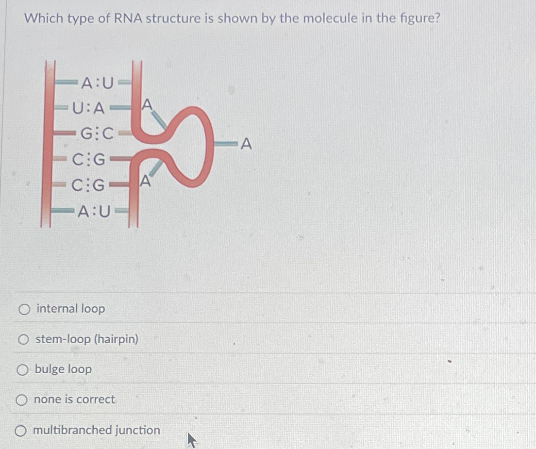 [SOLVED] Which type of RNA structure is shown by the molecule in | SolutionInn